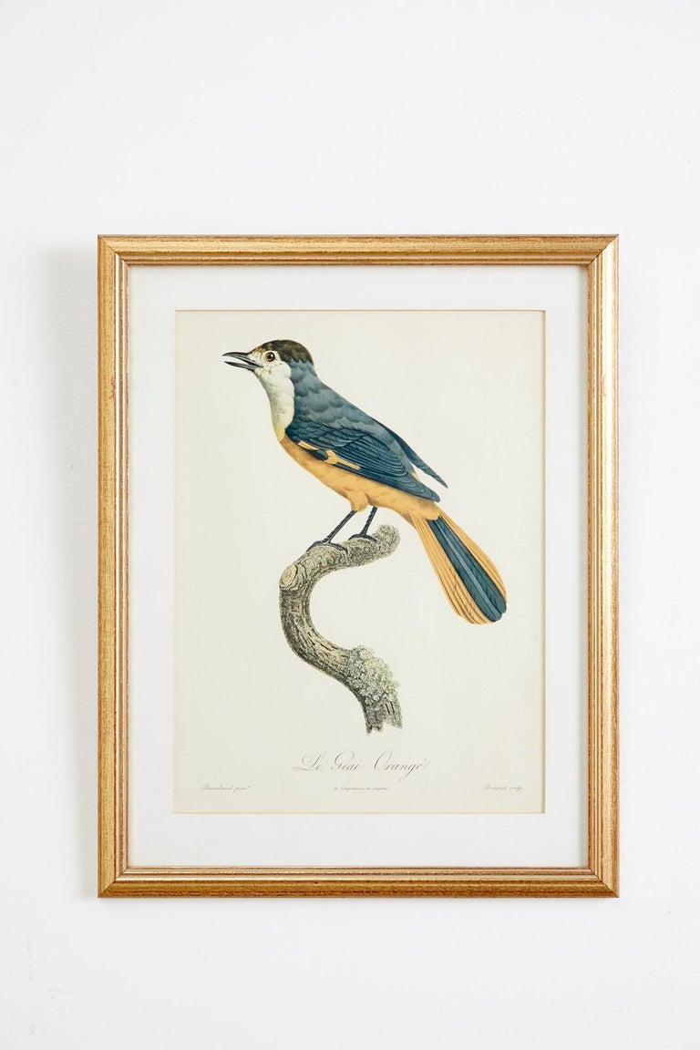 Jacques Barraband - Set of 16 Hand Colored Etchings at 1stDibs