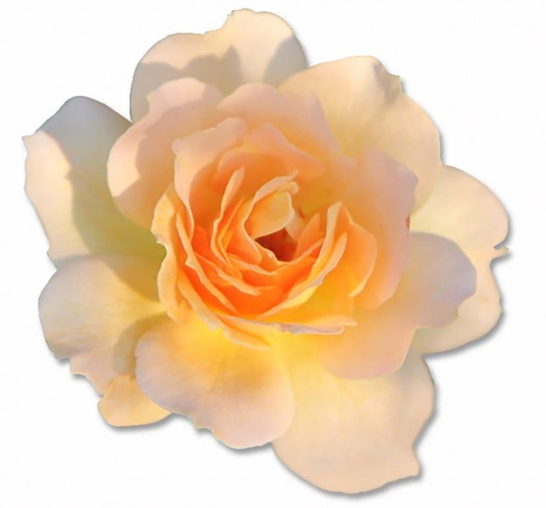 James Chadwick - Honey Perfume Rose Wall Flower For Sale at 1stDibs