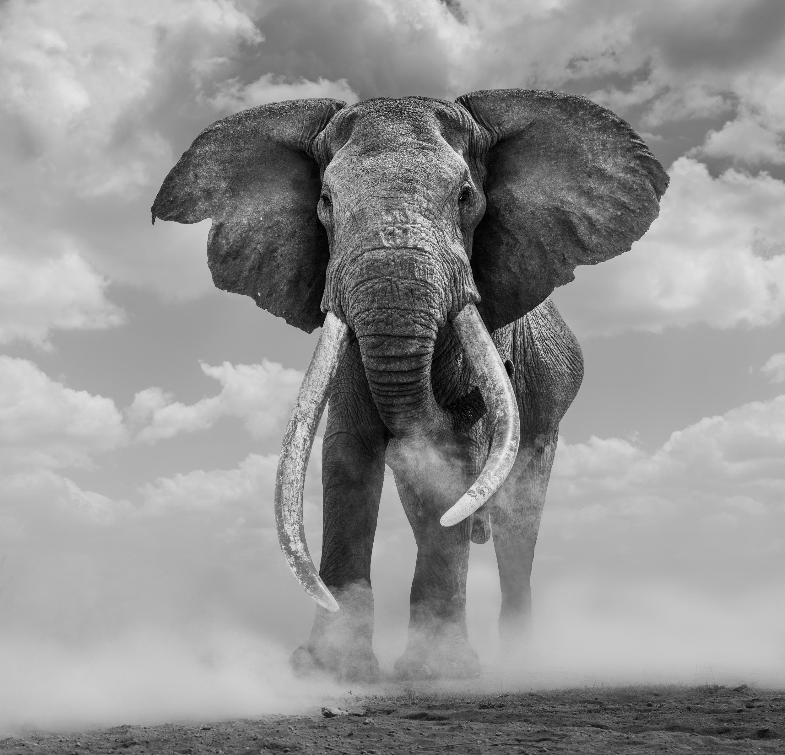 James Lewin - The Orphans of Reteti, 2020 (48"" x 71,73"") En vente sur ...