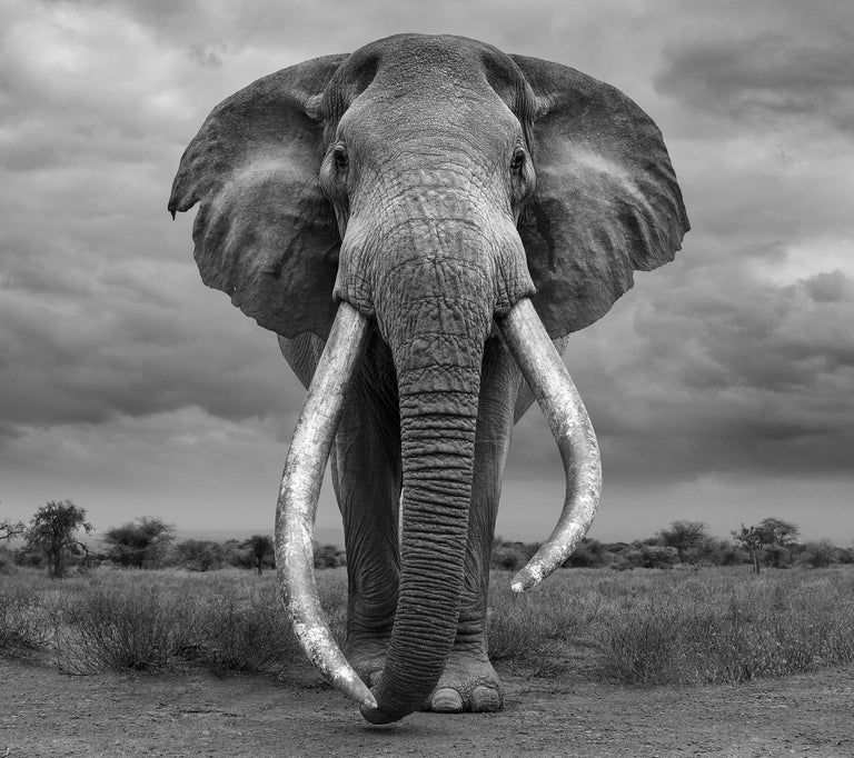 James Lewin - Gentle Giant, 2021 (28" x 31.52") For Sale at 1stDibs