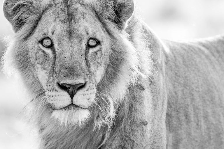 James Lewin - Man Eater, Tsavo, Kenya. (30" x 45") For Sale at 1stDibs