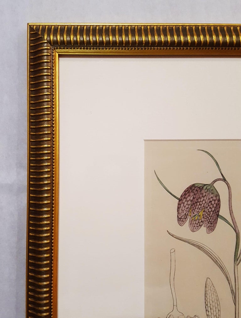 James Sowerby - Fritillaria Meleagris (Snake's Head Fritillary) at 1stDibs