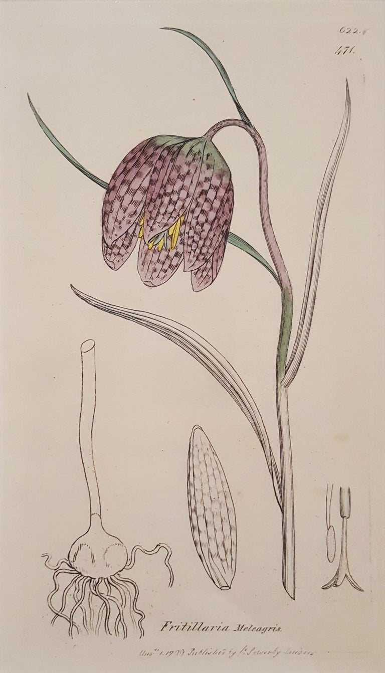 James Sowerby - Fritillaria Meleagris (Snake's Head Fritillary) at 1stDibs