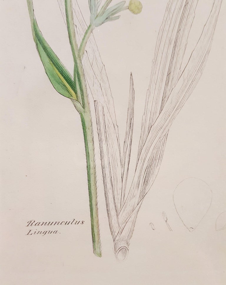 James Sowerby - Ranunculus Lingua (Greater Spearwort) For Sale at 1stDibs