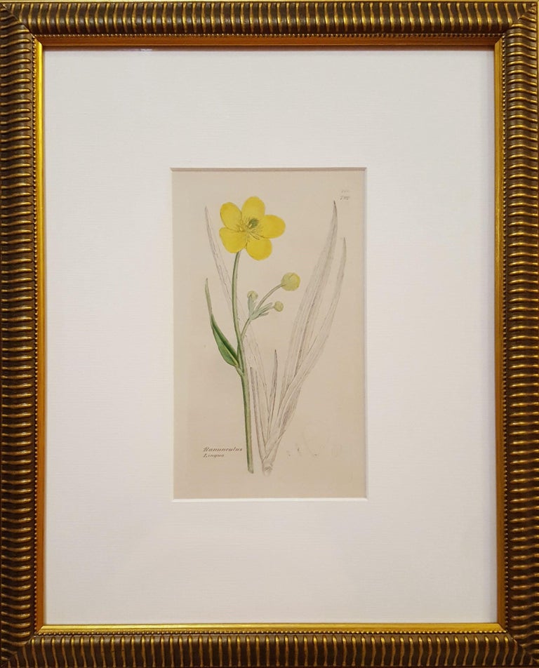 James Sowerby - Ranunculus Lingua (Greater Spearwort) For Sale at 1stDibs