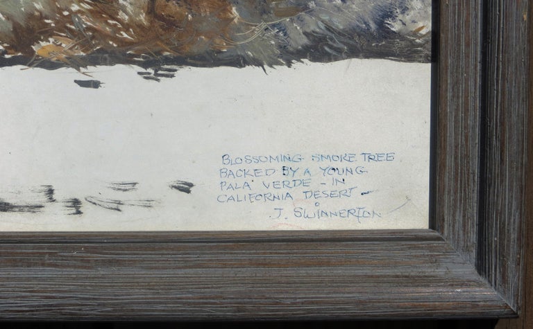 James Swinnerton - Blossoming Smoke Tree Backed by a Young Pala Verde ...