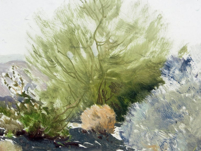 James Swinnerton - Blossoming Smoke Tree Backed by a Young Pala Verde ...