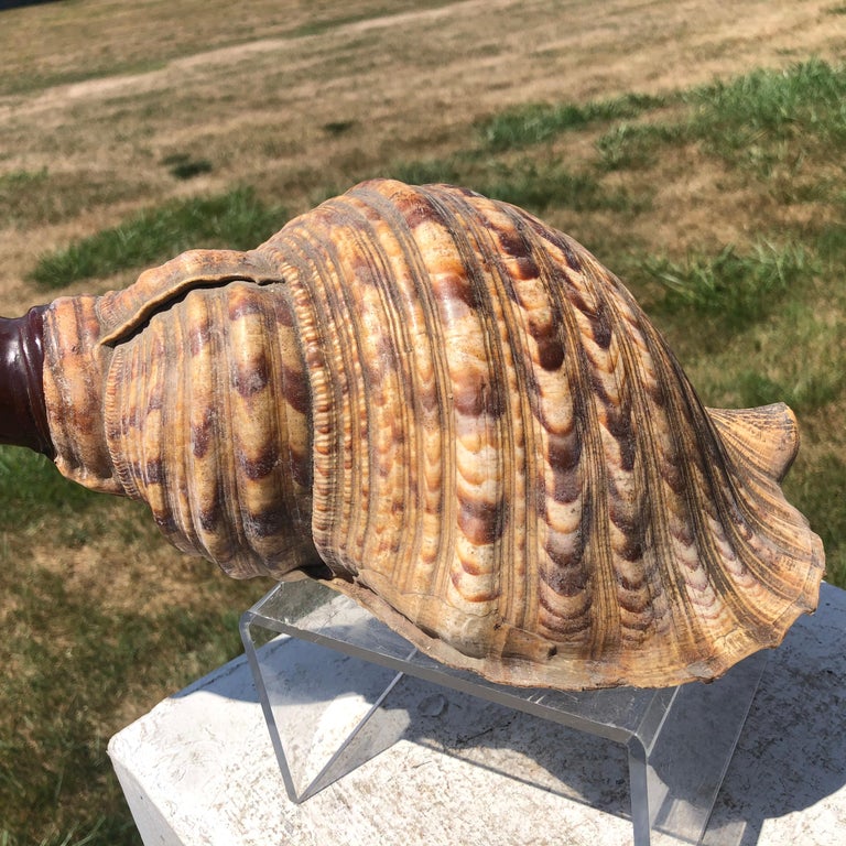 Japanese Antique Samurai Conch War Trumpet Horagi at 1stDibs