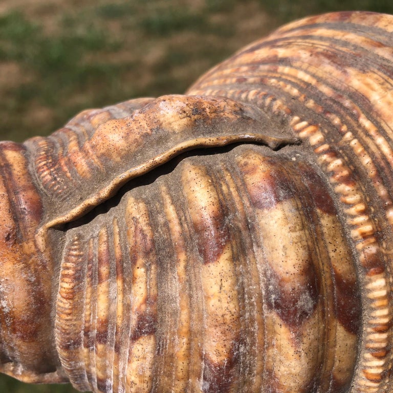 Japanese Antique Samurai Conch War Trumpet Horagi at 1stDibs