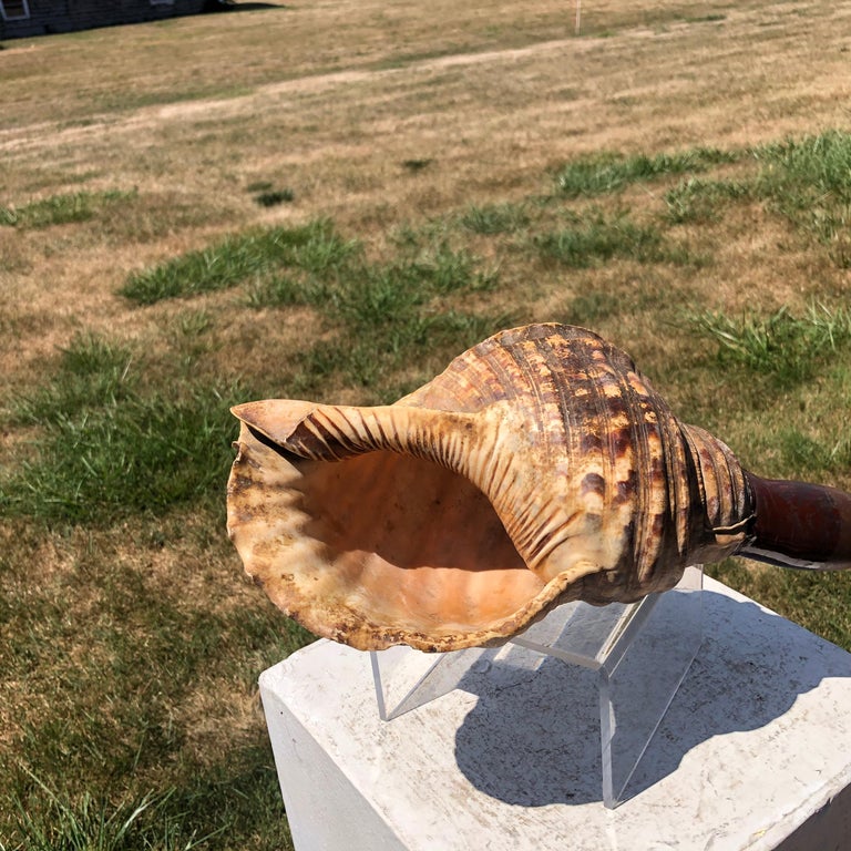 Japanese Antique Samurai Conch War Trumpet Horagi at 1stDibs