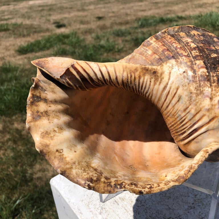 Japanese Antique Samurai Conch War Trumpet Horagi at 1stDibs