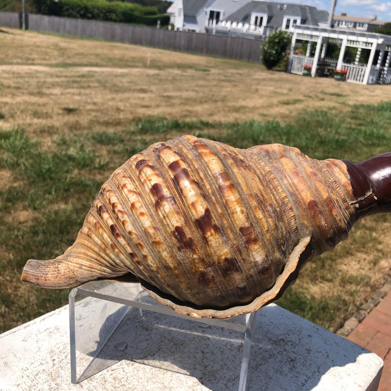 Japanese Antique Samurai Conch War Trumpet Horagi at 1stDibs