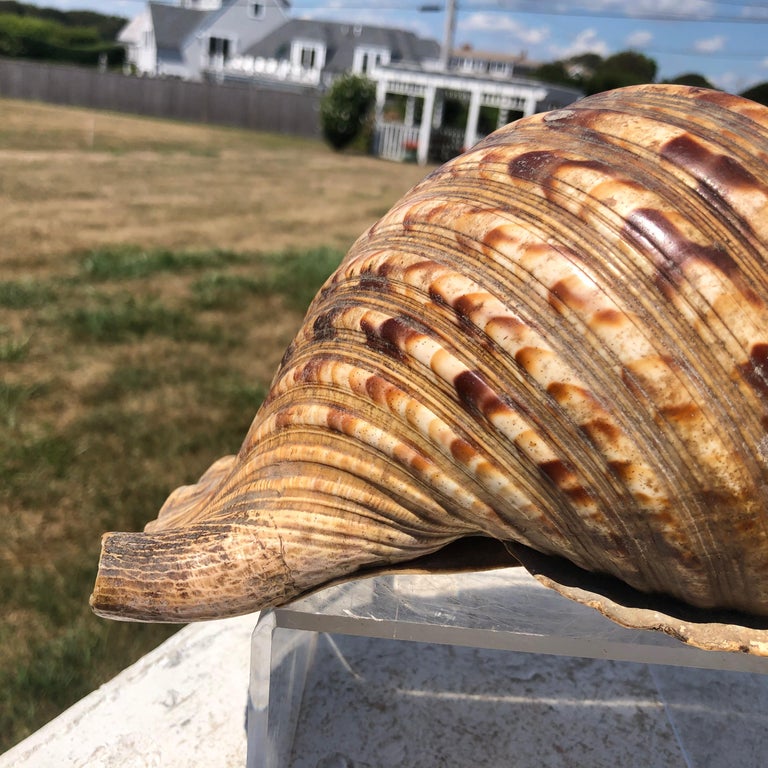 Japanese Antique Samurai Conch War Trumpet Horagi at 1stDibs