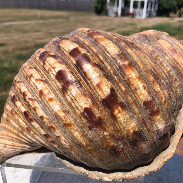 Japanese Antique Samurai Conch War Trumpet Horagi at 1stDibs