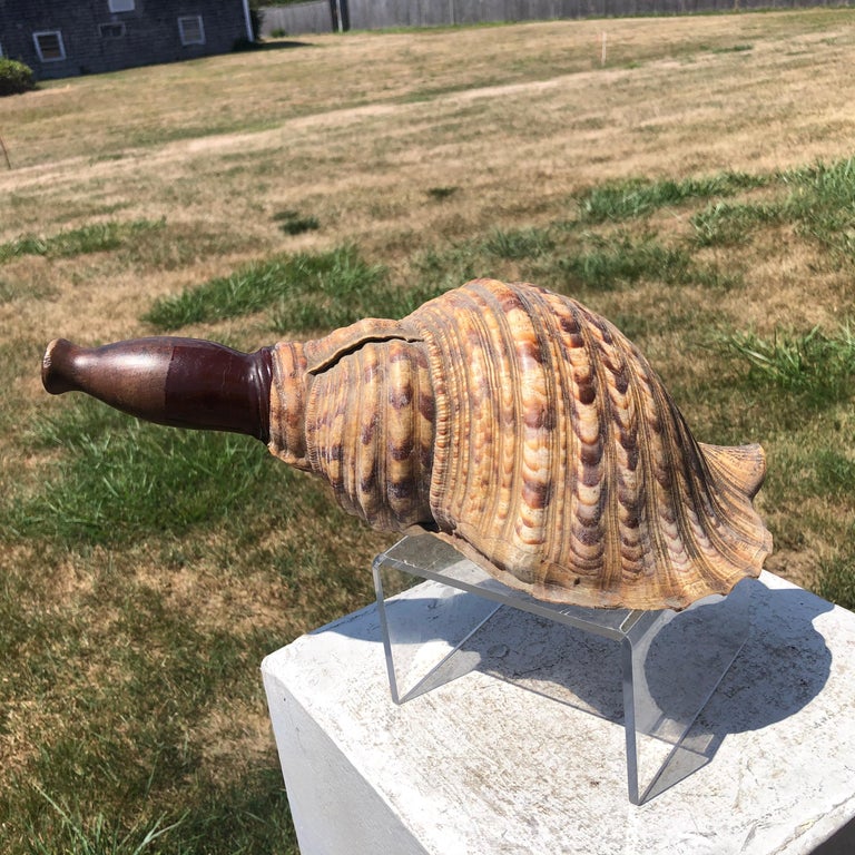 Japanese Antique Samurai Conch War Trumpet Horagi at 1stDibs