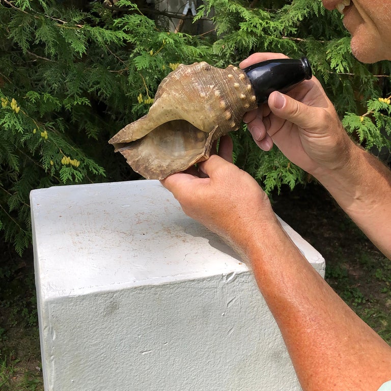 Japanese Antique Samurai Conch War Trumpet Horagi, Meiji Period at 1stDibs