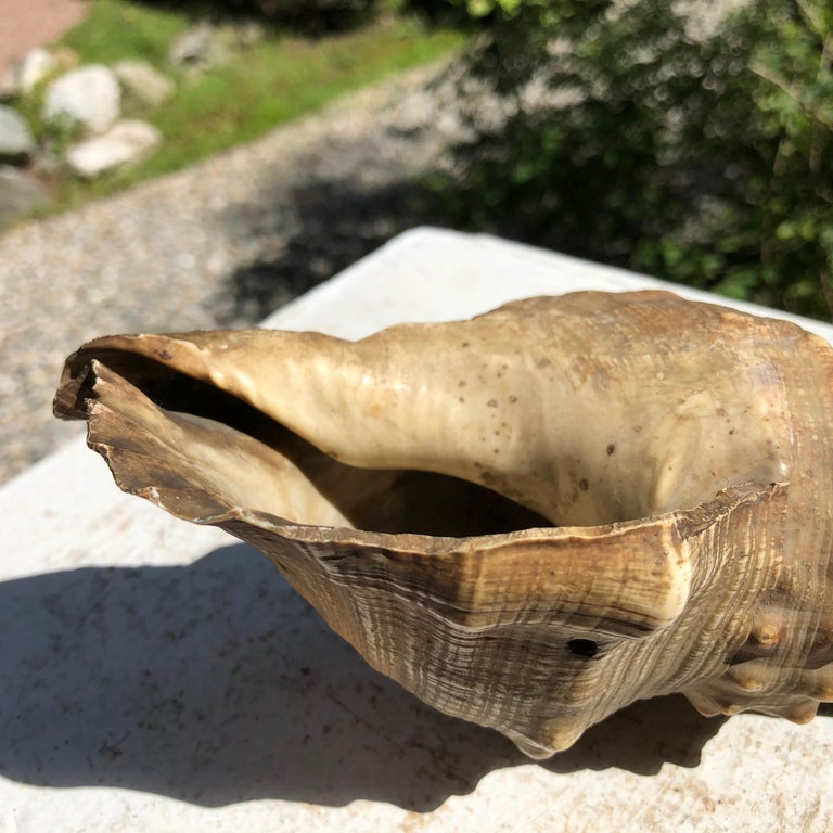 Japanese Antique Samurai Conch War Trumpet Horagi, Meiji Period at 1stDibs