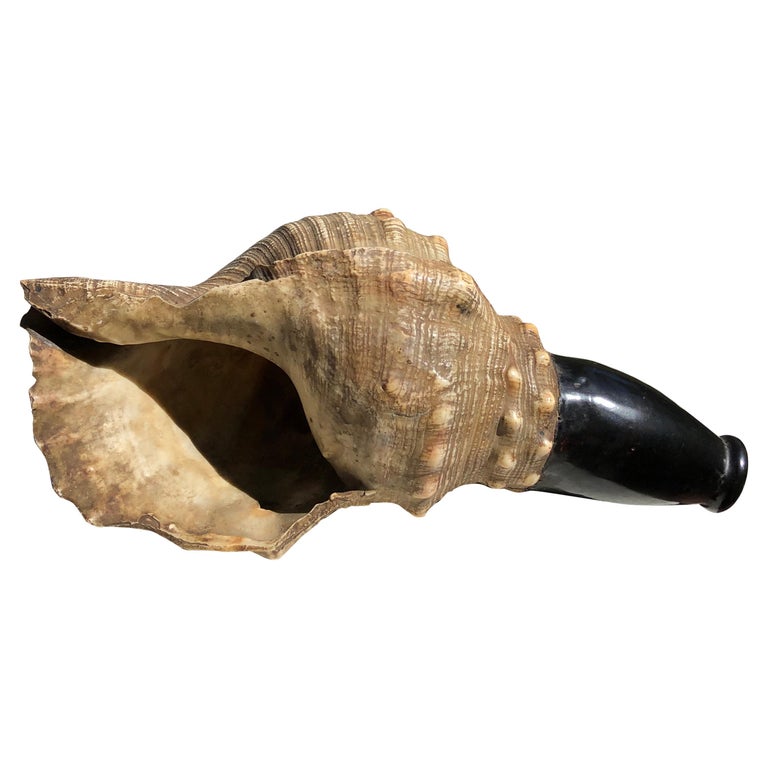 Japanese Antique Samurai Conch War Trumpet Horagi, Meiji Period at 1stDibs