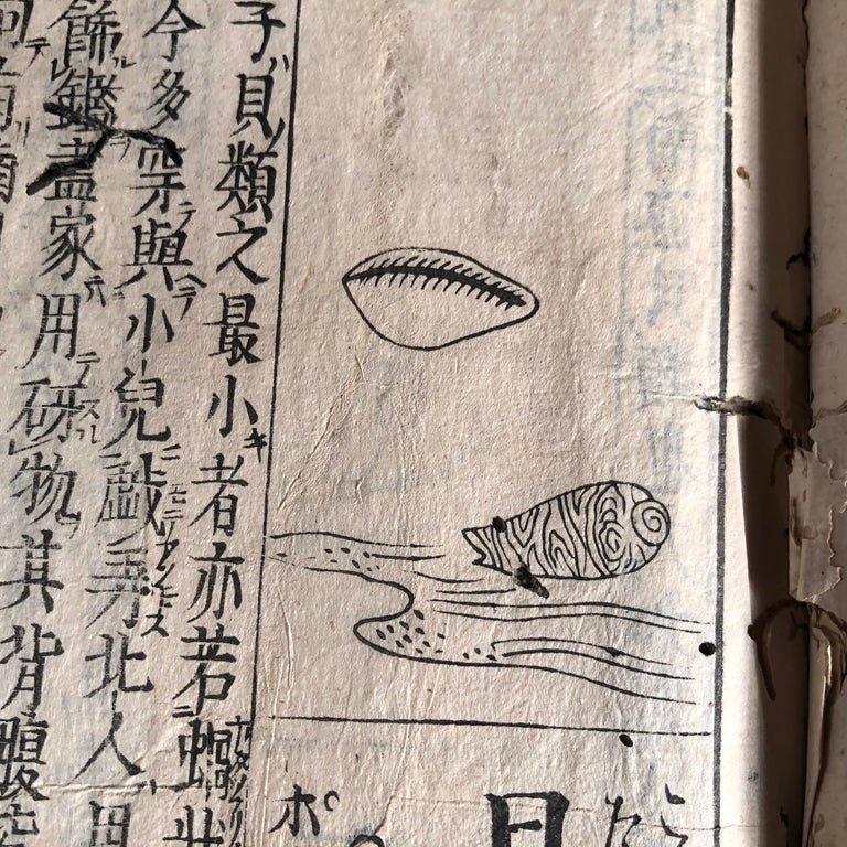 Japanese Antique Shell Fish Woodblock Guide Book Dated 1712, Rare ...