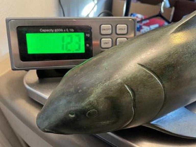 Japanese Massive Bronze Calming Trophy Koi Fish, Signed Ota Ryohei at ...