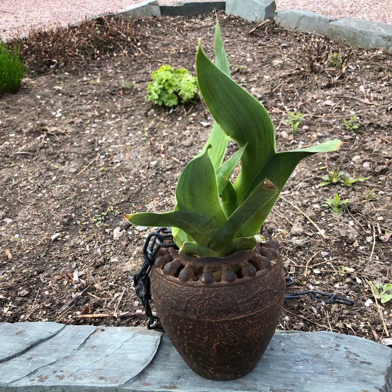 Japanese Pair Antique Iron Root Handled Hanging Flower Vases, 19th ...
