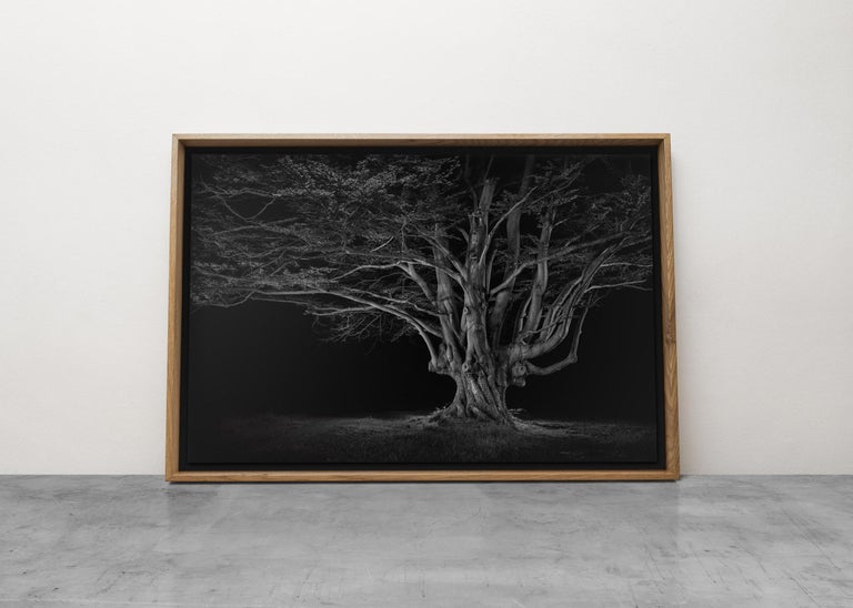 Jasper Goodall - Ancient #02, Beech Pollard; Black and White Tree ...