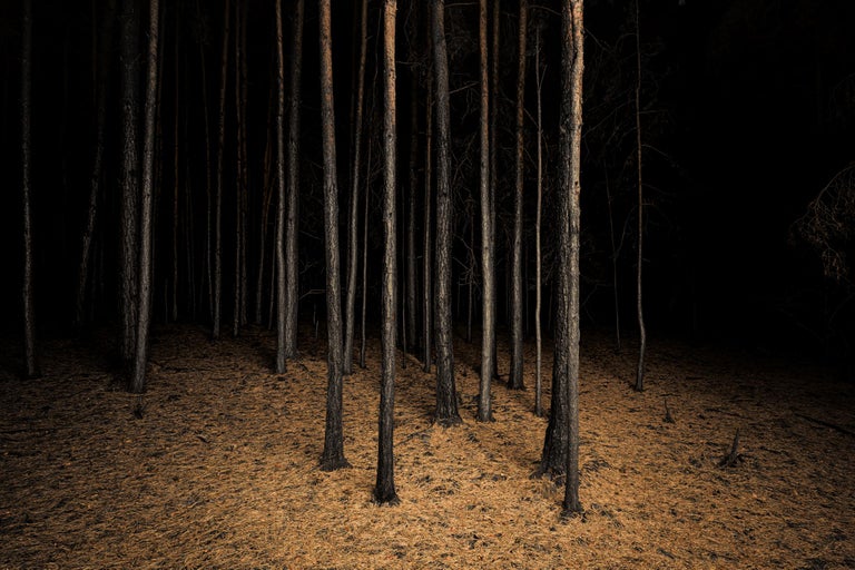 Jasper Goodall - Burnt Place Twilight's Path Forest by Night Fine Art ...