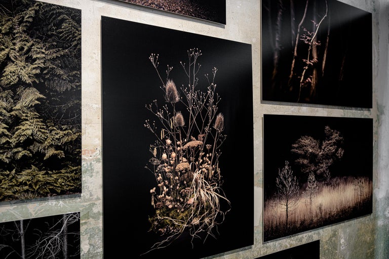 Jasper Goodall - Dark Flora #8, Skeletons of the Summer, For Sale at ...