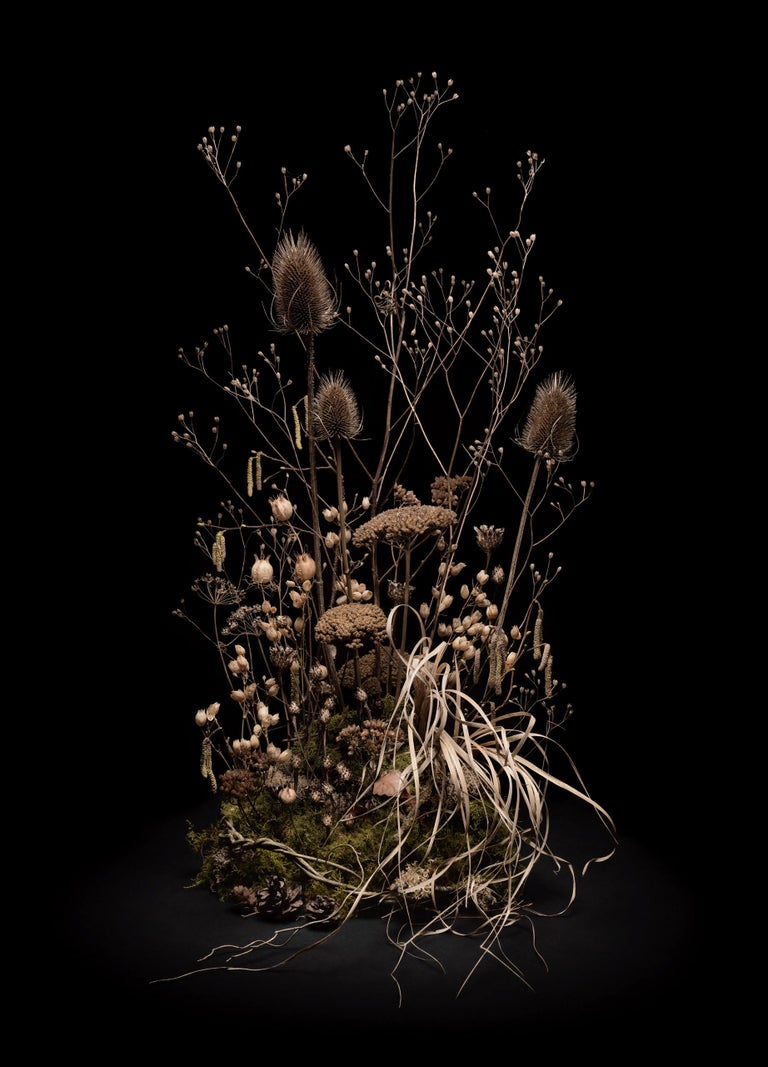Jasper Goodall - Dark Flora #8, Skeletons of the Summer, For Sale at ...