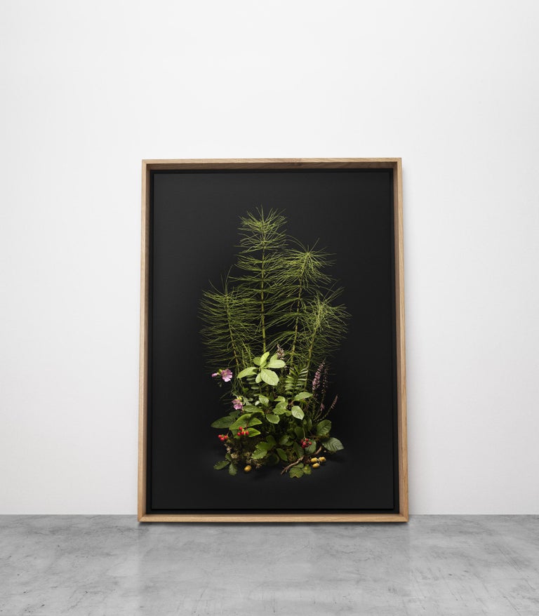 Jasper Goodall - Dark Flora #, Horsetail, A floral arrangement of wild ...
