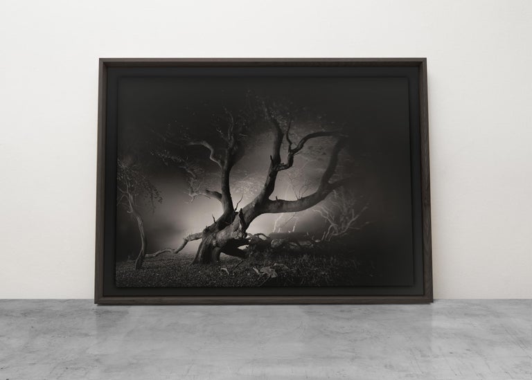 Jasper Goodall - Portrait of tree stiletto in the forest at night For ...