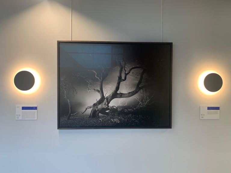 Jasper Goodall - Portrait of tree stiletto in the forest at night For ...