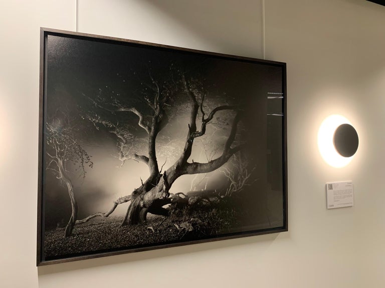 Jasper Goodall - Portrait of tree stiletto in the forest at night For ...