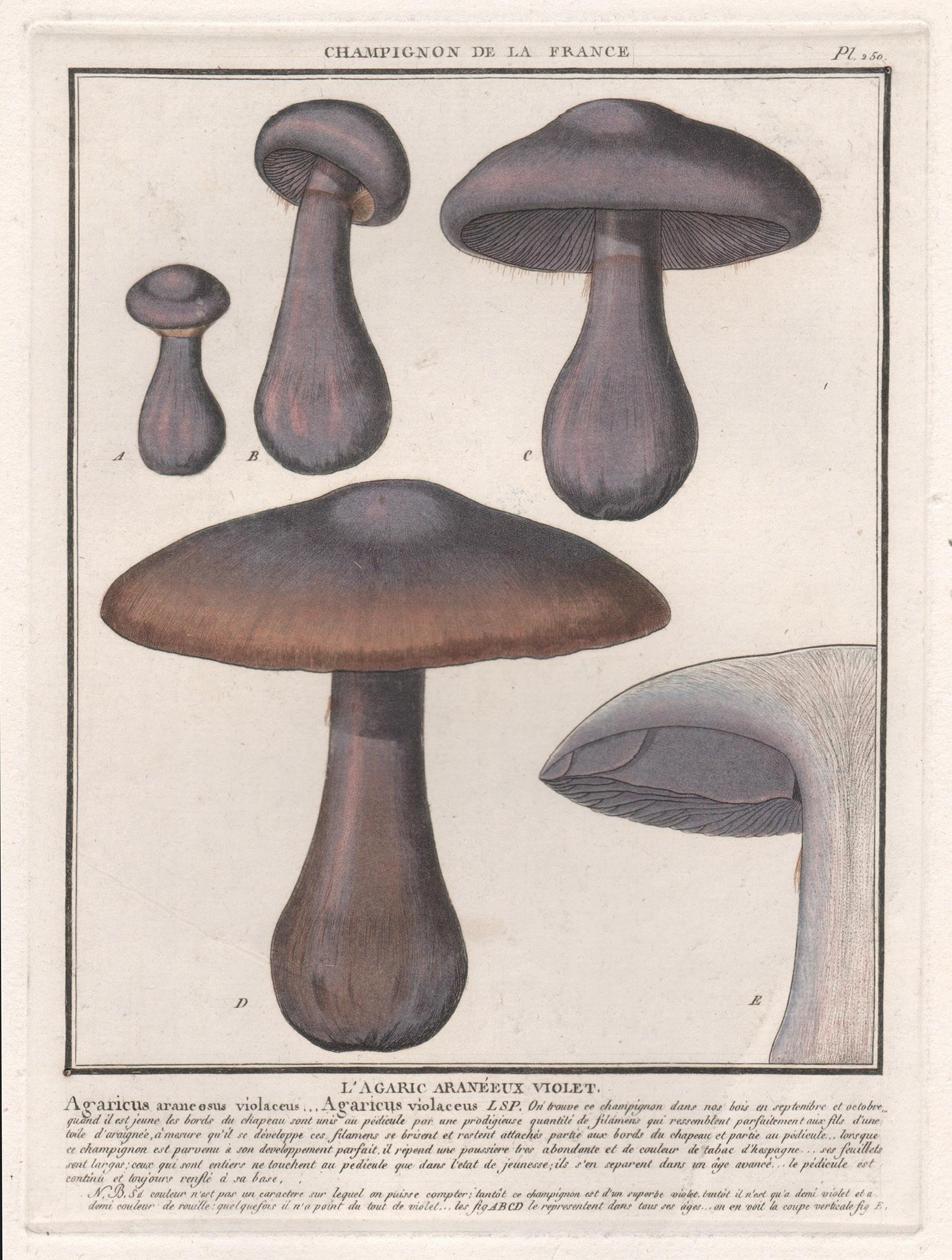 Jean Baptiste Francois Buillard - Champignon de la France, a French ...