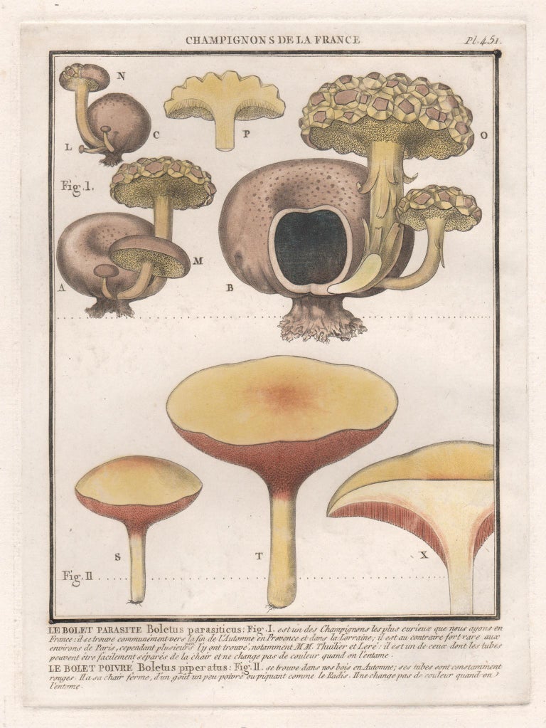 Jean Baptiste Francois Buillard - Champignon de la France, a French ...