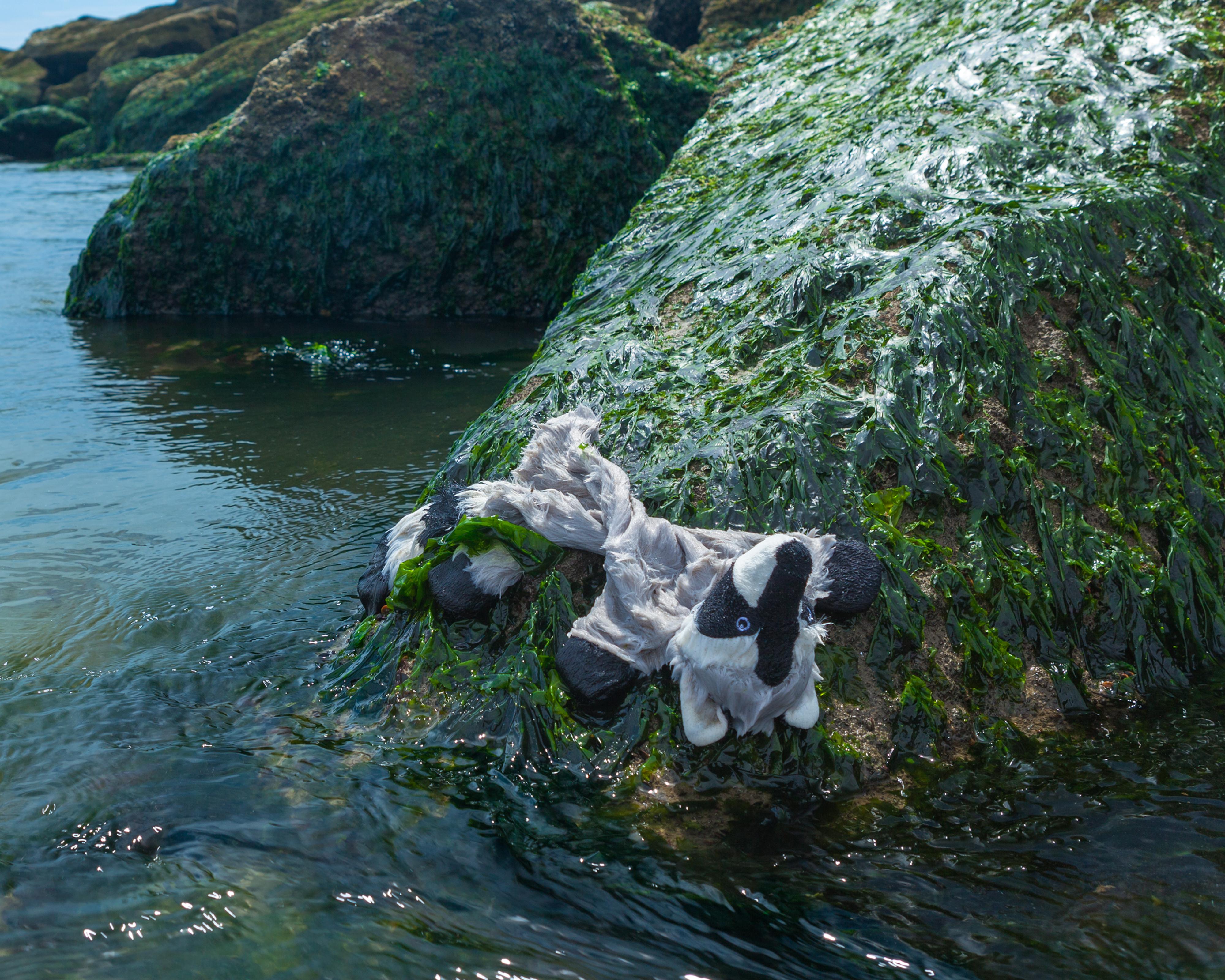 Jeanette May - “Morbidity and Mortality: Raccoon” Humorous Photograph ...