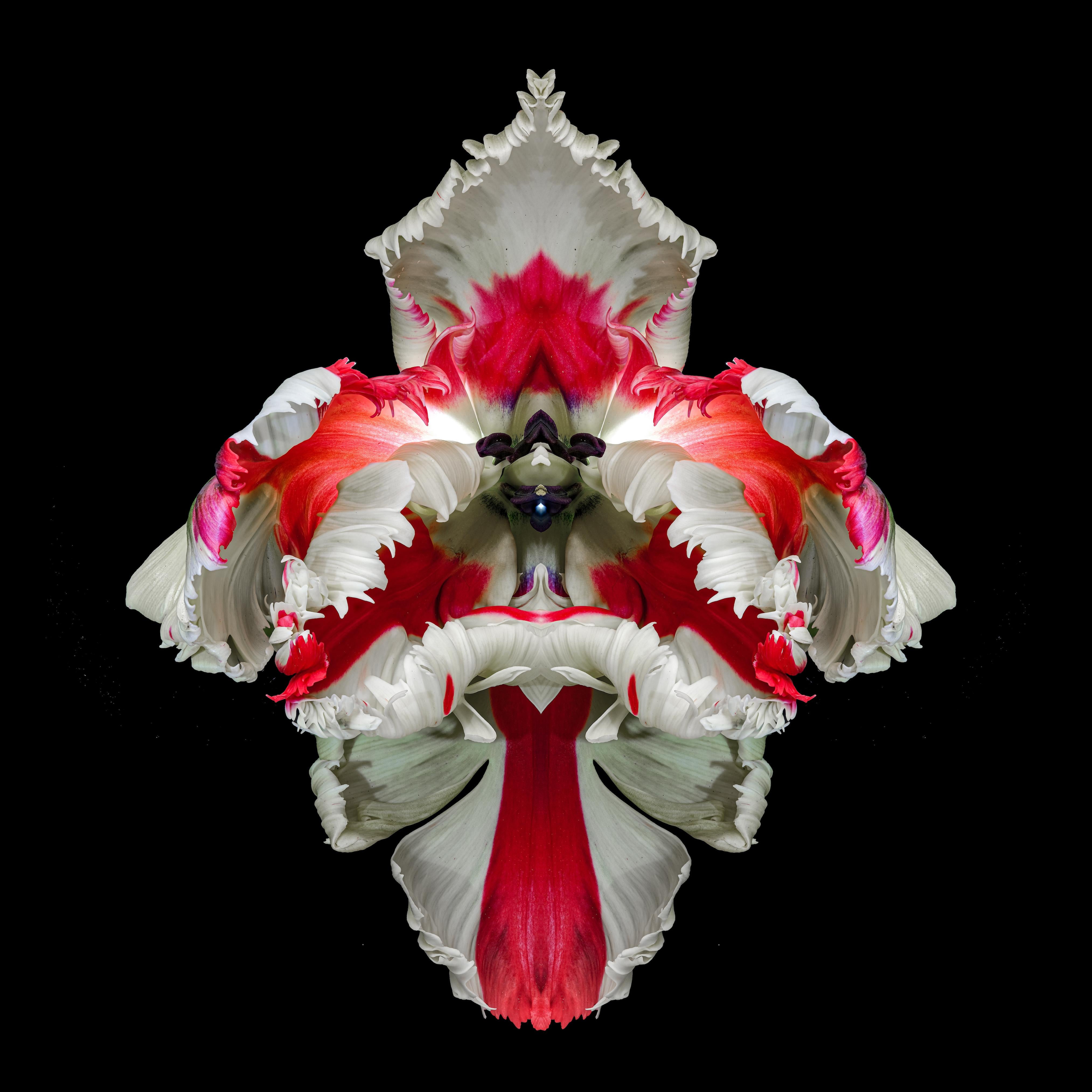 Jeff Robb - "Rex Aquilae" - 3-D motion lenticular framed For Sale at ...