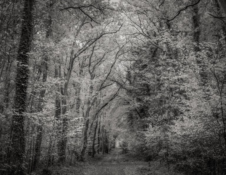 Jeffrey Conley - Forest Path, France 2018 For Sale at 1stDibs