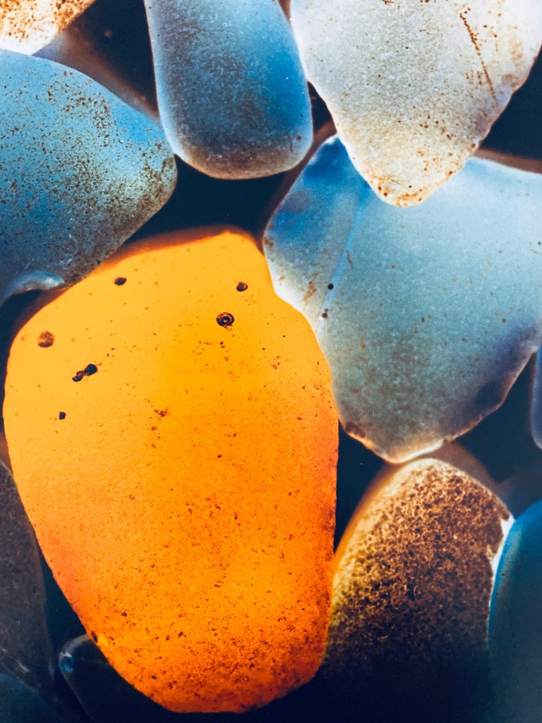 Jeffrey Rothstein - Flora Fauna Series Vintage Color Photograph ...