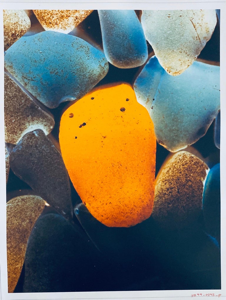 Jeffrey Rothstein - Flora Fauna Series Vintage Color Photograph ...