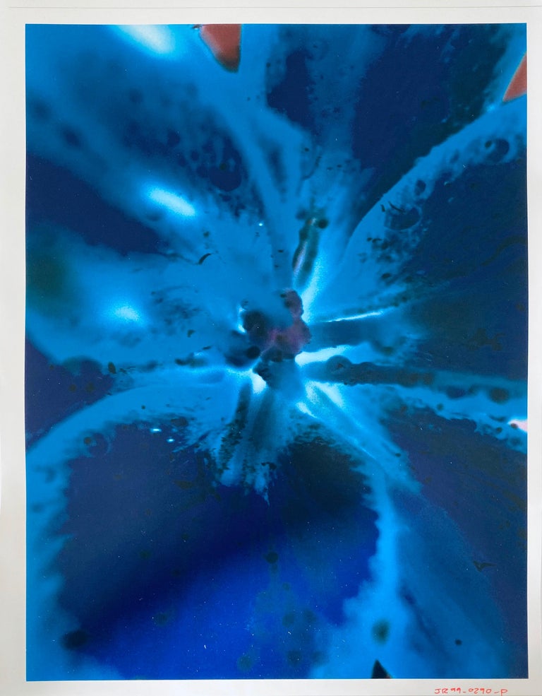 Jeffrey Rothstein - Flora Fauna Series Vintage Color Photograph ...