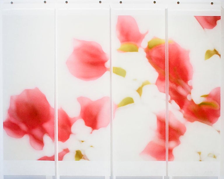 Jeri Eisenberg - Bougainvillea: Abstract Still Life Photograph of Pink ...