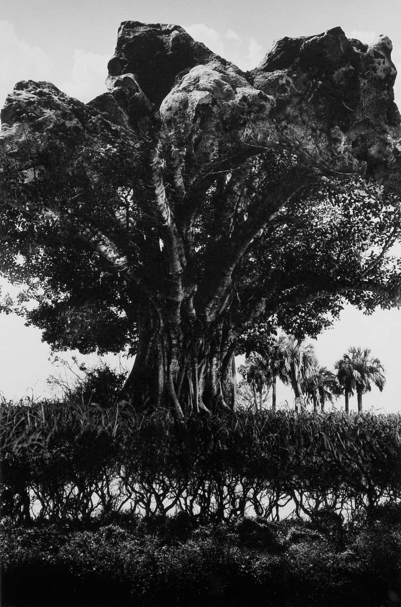 Jerry Uelsmann - Rock Tree, Jerry Uelsmann, Surrealist, Black and White ...
