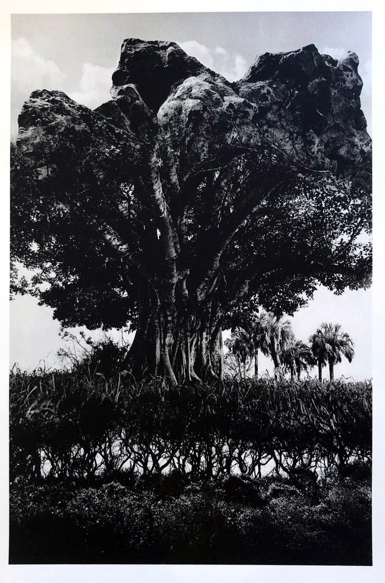 Jerry Uelsmann - A set of 8 Prints by Jerry Uelsmann Surreal Figurative ...