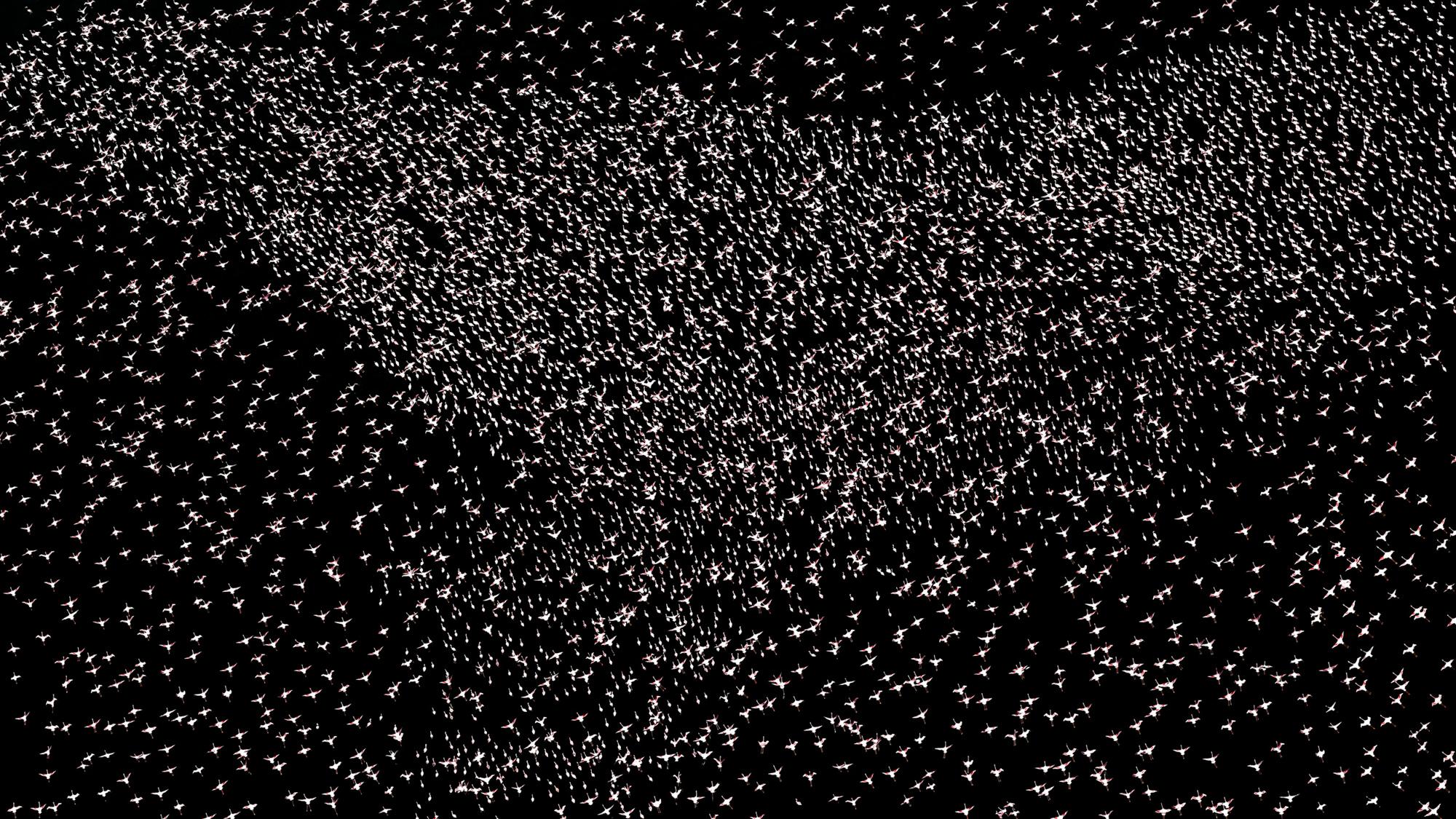 Jin-woo Prensena - Flamingo Sky (Namib Desert, Namibia) For Sale at 1stDibs