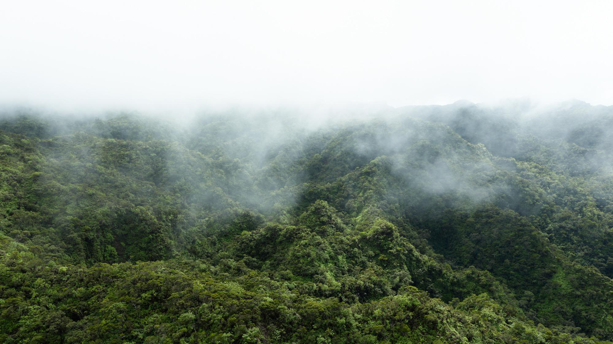 Jin-woo Prensena - Wai'ale'ale (Kauai, Hawai'i) For Sale at 1stDibs