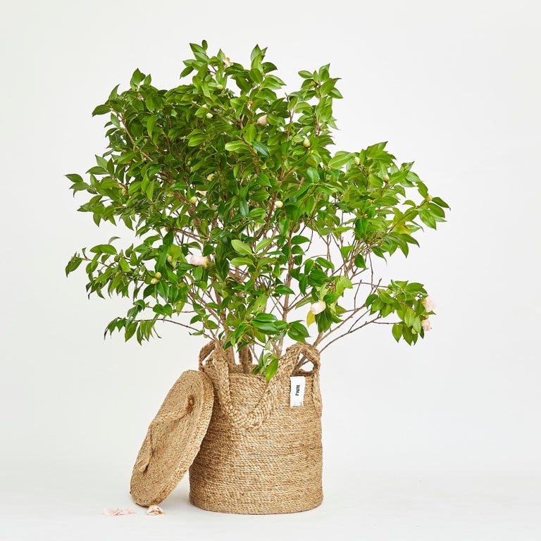 J'Jute Handmade Jute Wave Handle Basket, Natural For Sale at 1stDibs