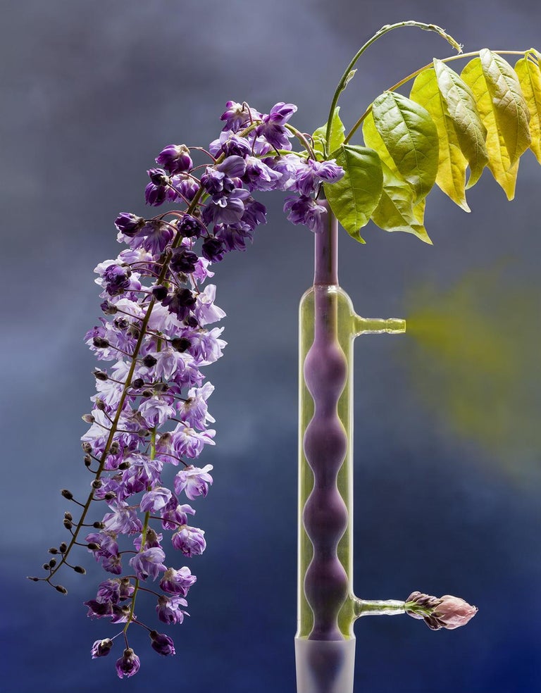 Jo Whaley - Wisteria For Sale at 1stDibs