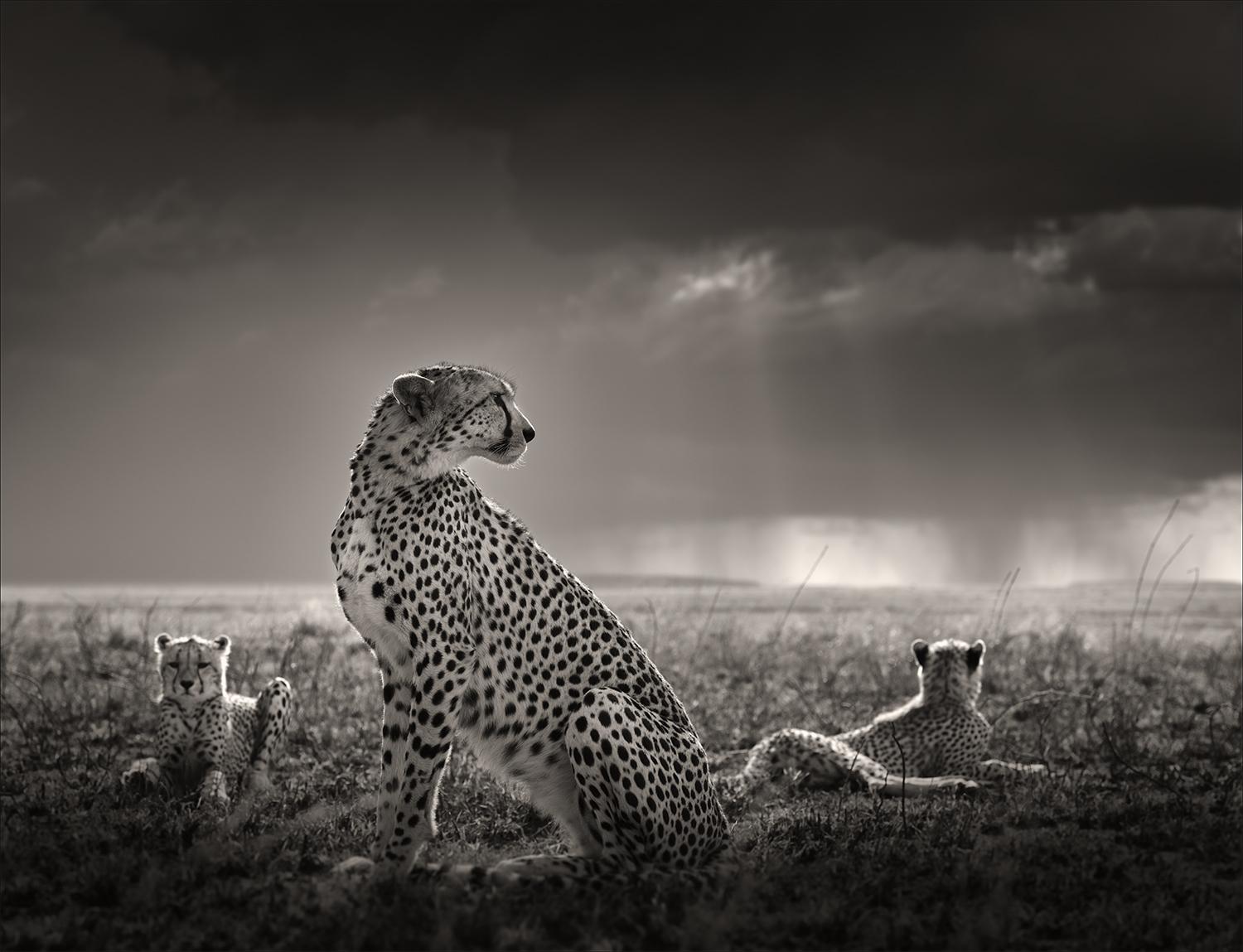Joachim Schmeisser - Black Tears I, animal, wildlife, black and white ...