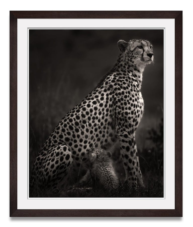 Joachim Schmeisser - Imani I, Cheetah, animal, wildlife, black and ...
